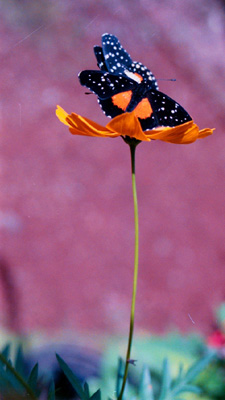 Mutualism, a collaboration on Archidictus.org