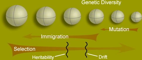 Nick Friedenberg's research interests: niche evolution.